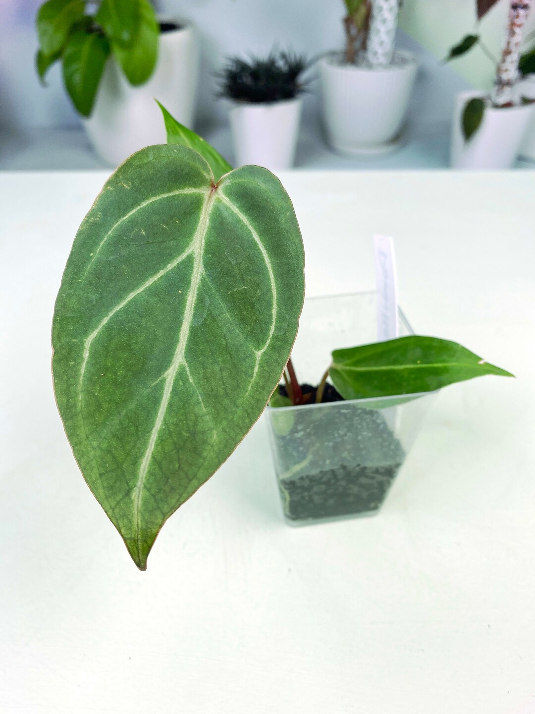 Anthurium Papillilaminum Portillae 3:S100 1385 Rare Aroid Exact Plant ...