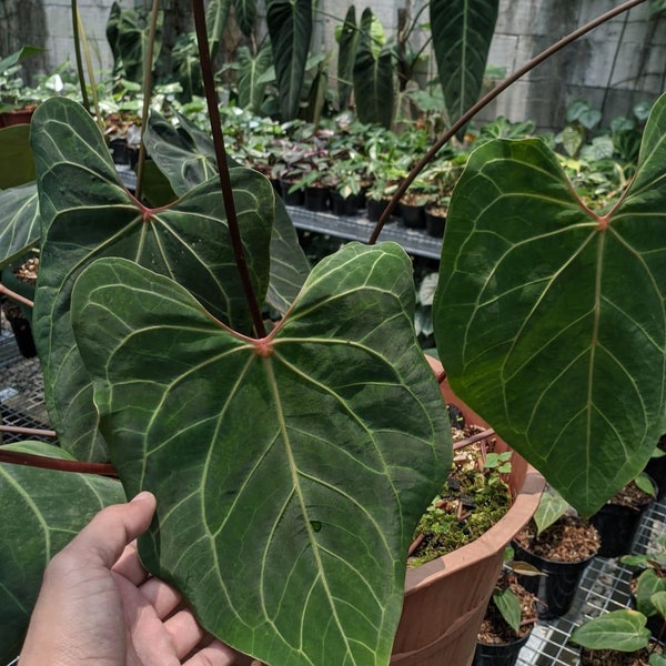 Red Spider Anthurium - Etsy