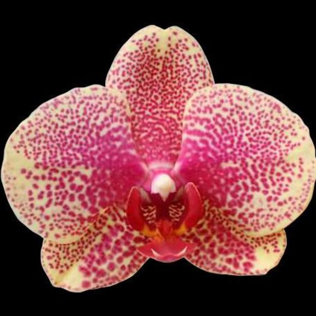 Phalaenopsis Sogo Sun Beauty 3.0" *preorder* (5760P:G) - Etsy