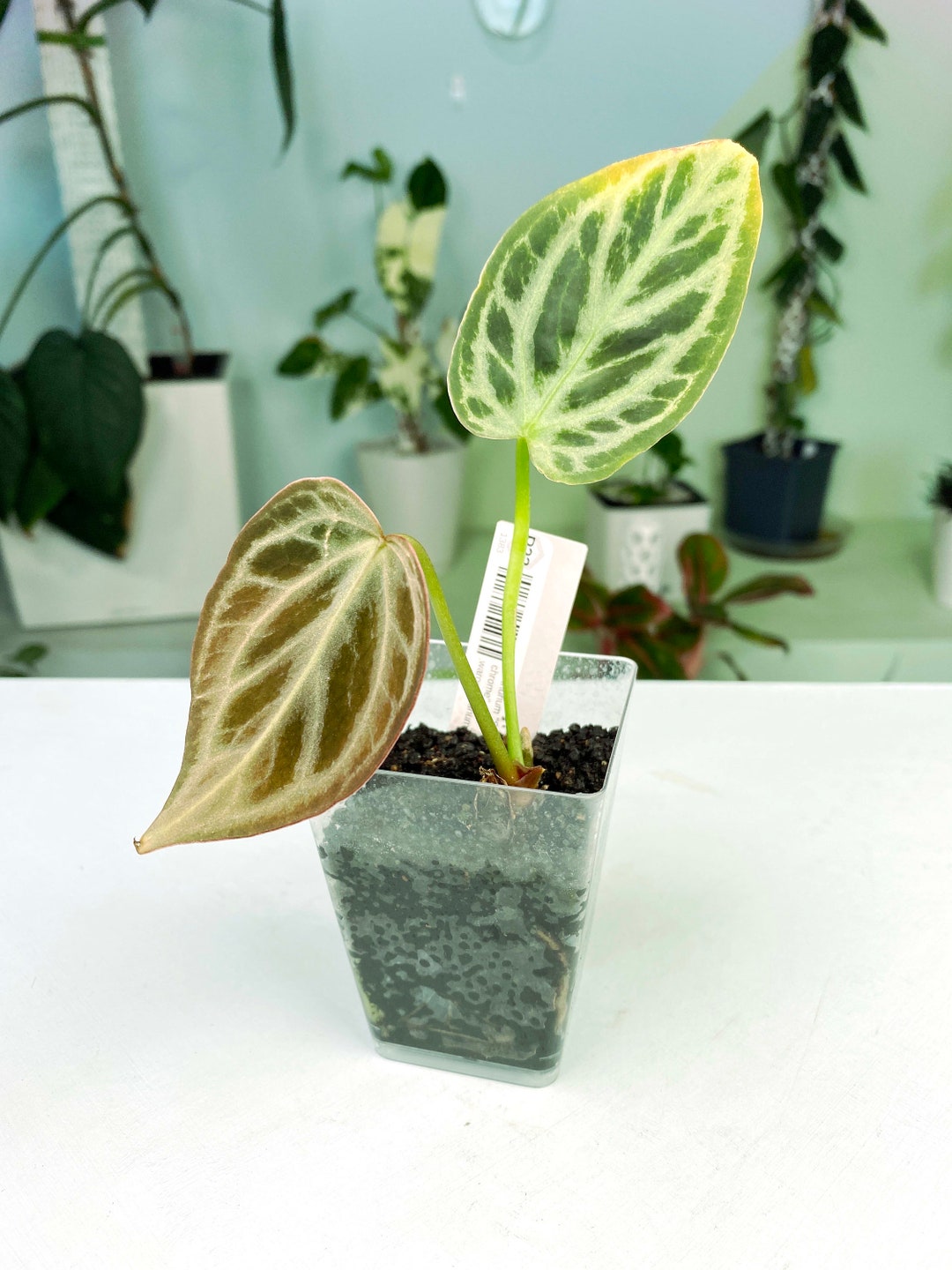 Anthurium silver Chrome X Warocqueanum 3:P23 1383 Rare Aroid Exact ...
