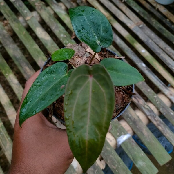 Red Spider Anthurium - Etsy
