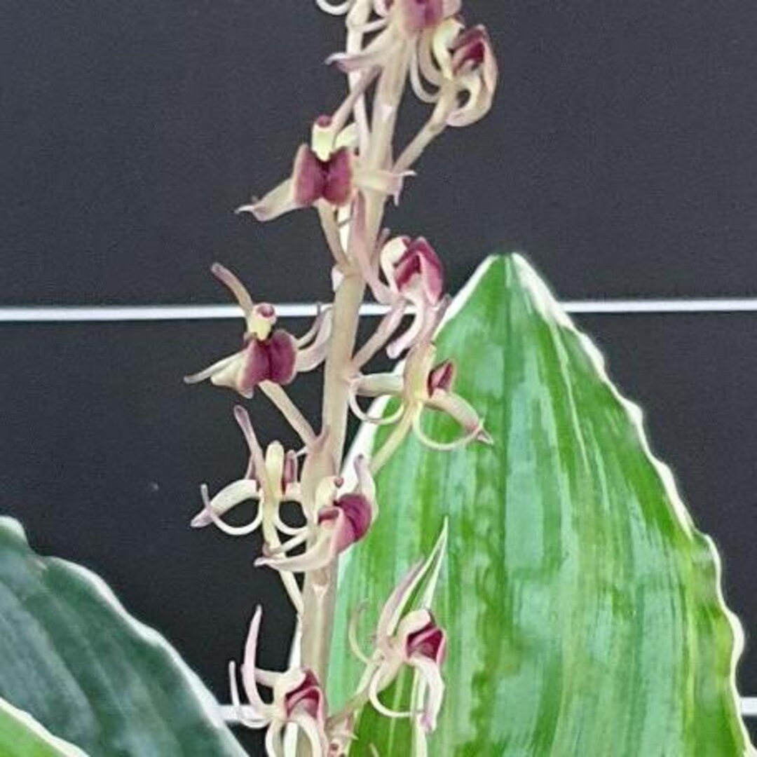 Liparis Formosana Variegated 2.5 preorder 2946P:3 - Etsy
