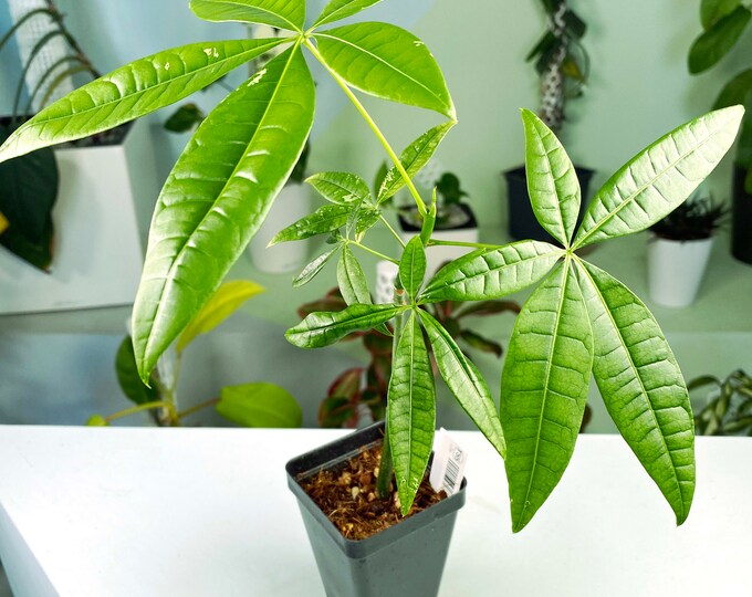 Variegated Money Tree / Pachira Glabra 'milky Way' (3:T55) [1299 ...