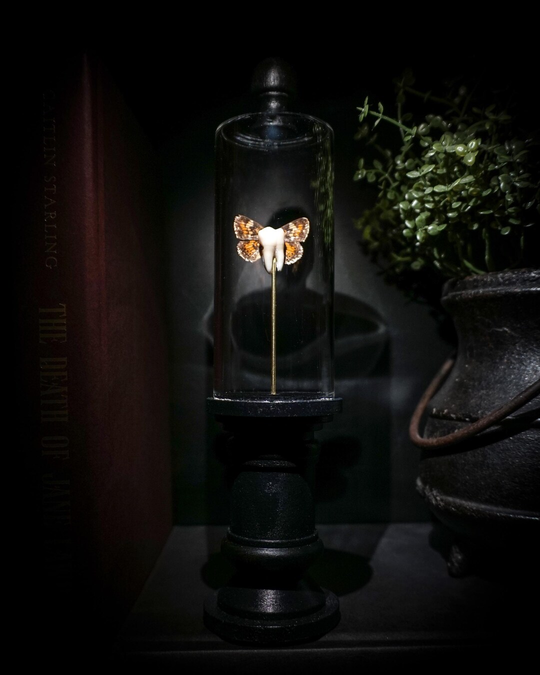 Human Tooth & Real Butterfly Wing Fairy – Gothic Curiosity Cabinet ...