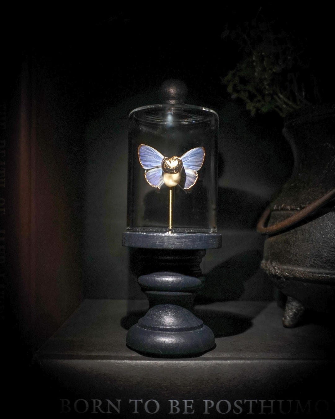 GOLD Human Tooth & Real Butterfly Wing Fairy – Gothic Curiosity Cabinet ...