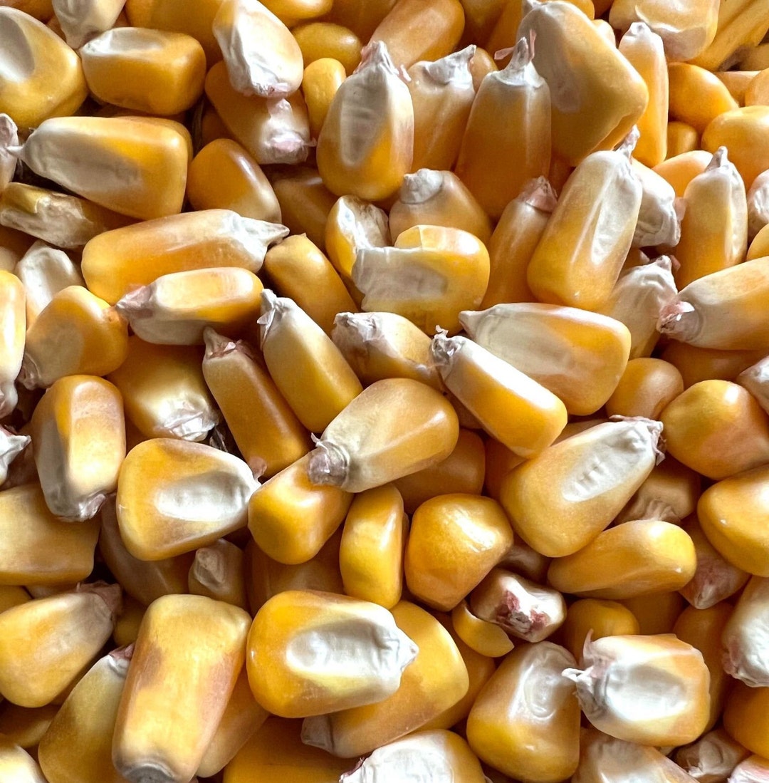 Whole Kernel Corn: Animal Feed for Ducks, Chickens, Squirrels, Deer ...