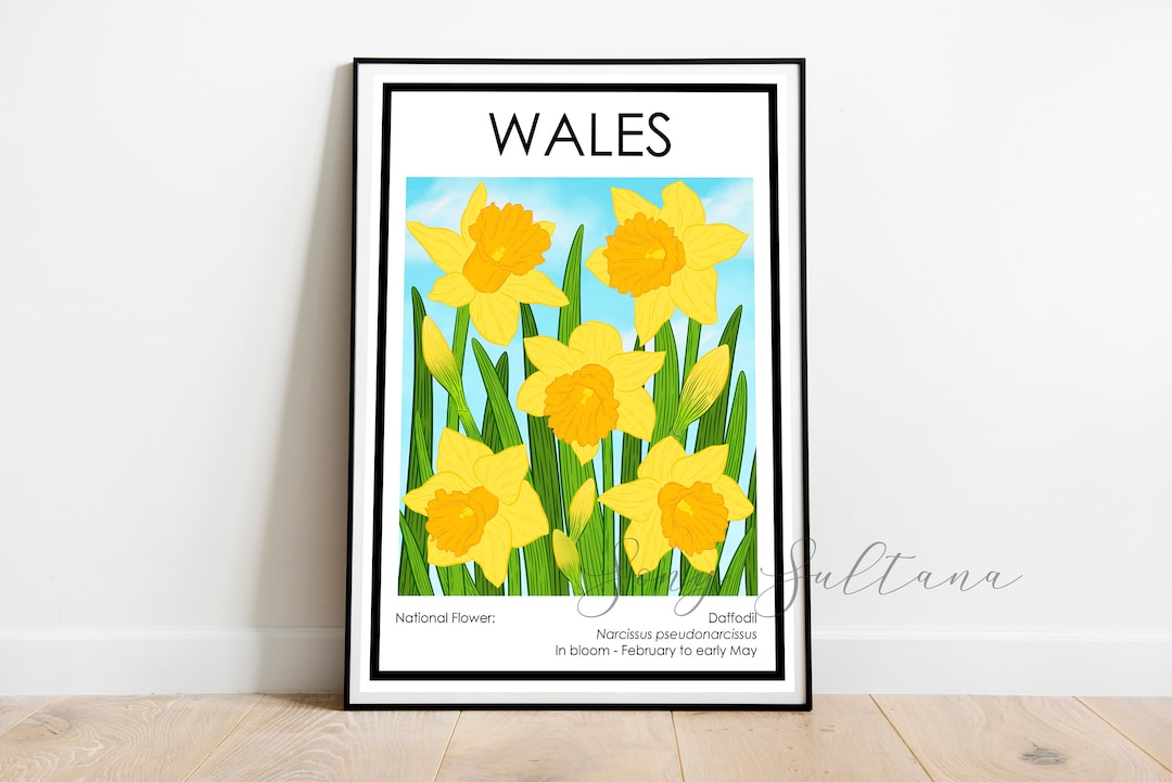 Wales National Flower Art Print / Wall Print / Wall Art / Home Decor ...