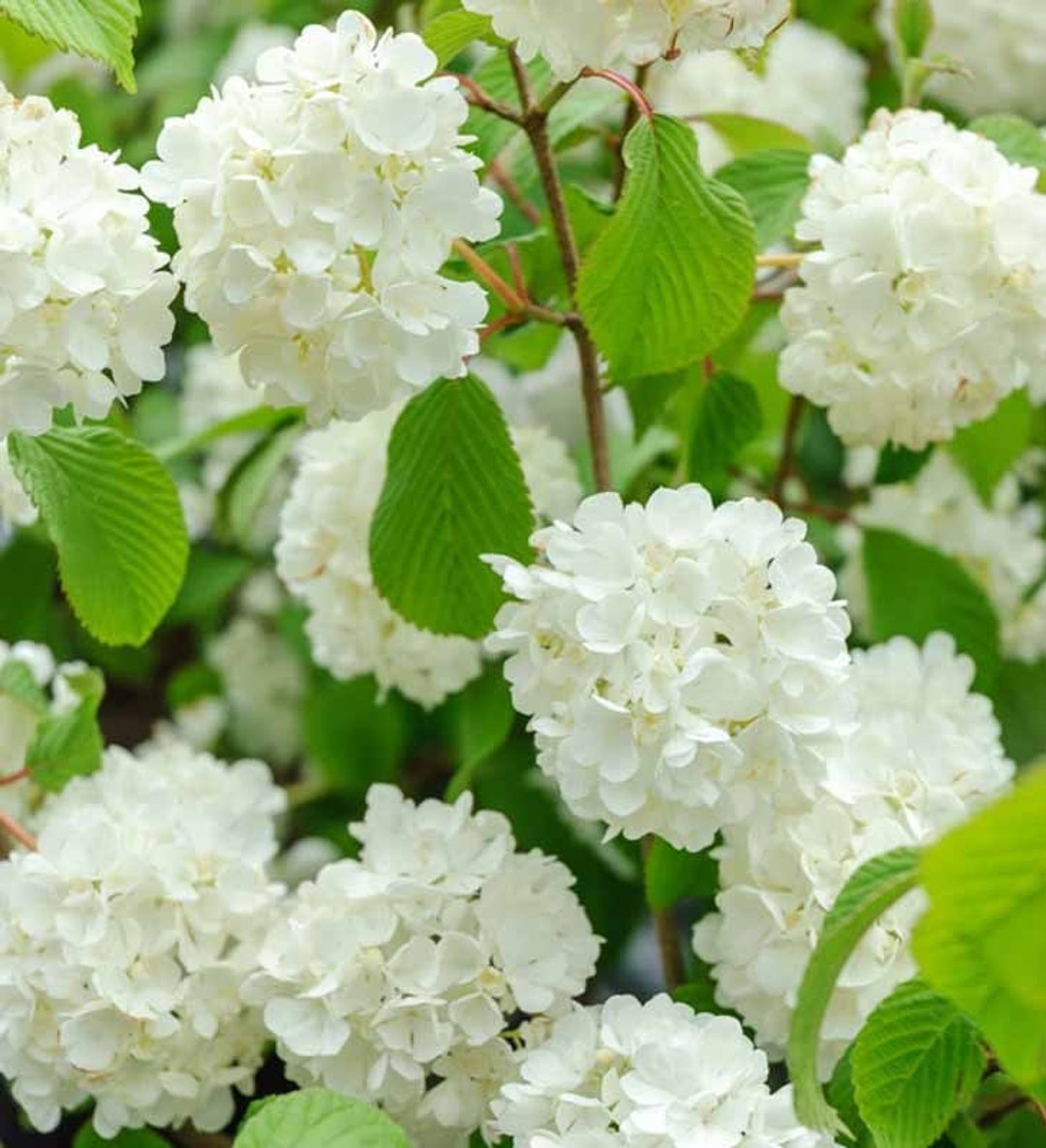Japanese Snowball Viburnum 2.5” Pot - Etsy