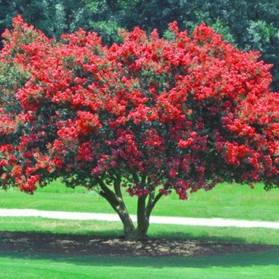 2 Red Crape Myrtle 1-2’ Bare Root - Etsy