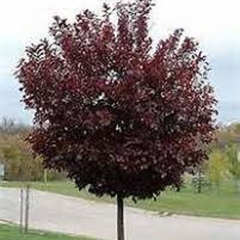Chokecherry Trees - Etsy