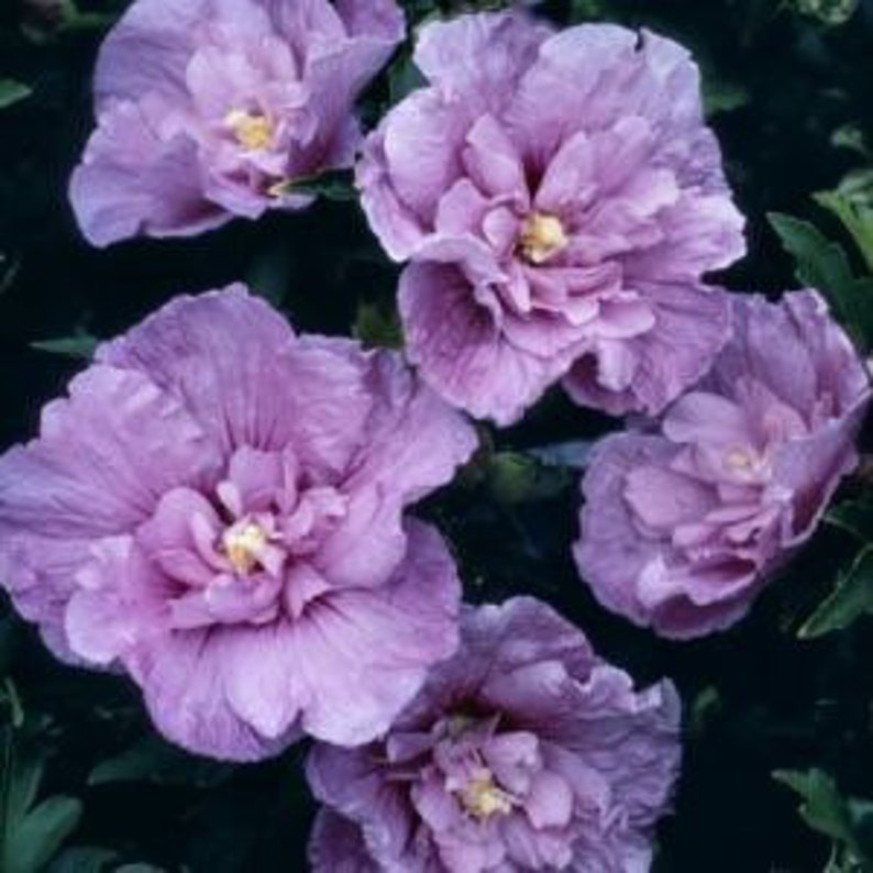 Minerva Rose of Sharon Althea Quart Pot - Etsy