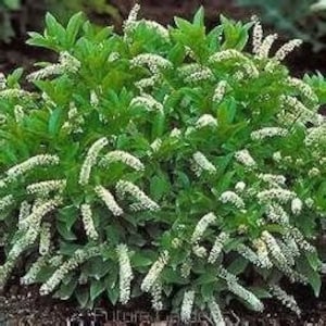 Henry’s Garnet Itea Virginia Sweetspire 4” Pot - Etsy