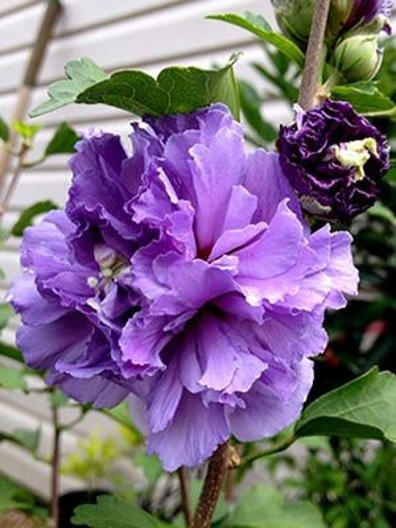 Minerva Rose of Sharon Althea Quart Pot - Etsy