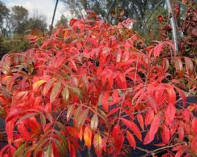5 Black shining Sumac Bareroot Seedling 1-2 - Etsy