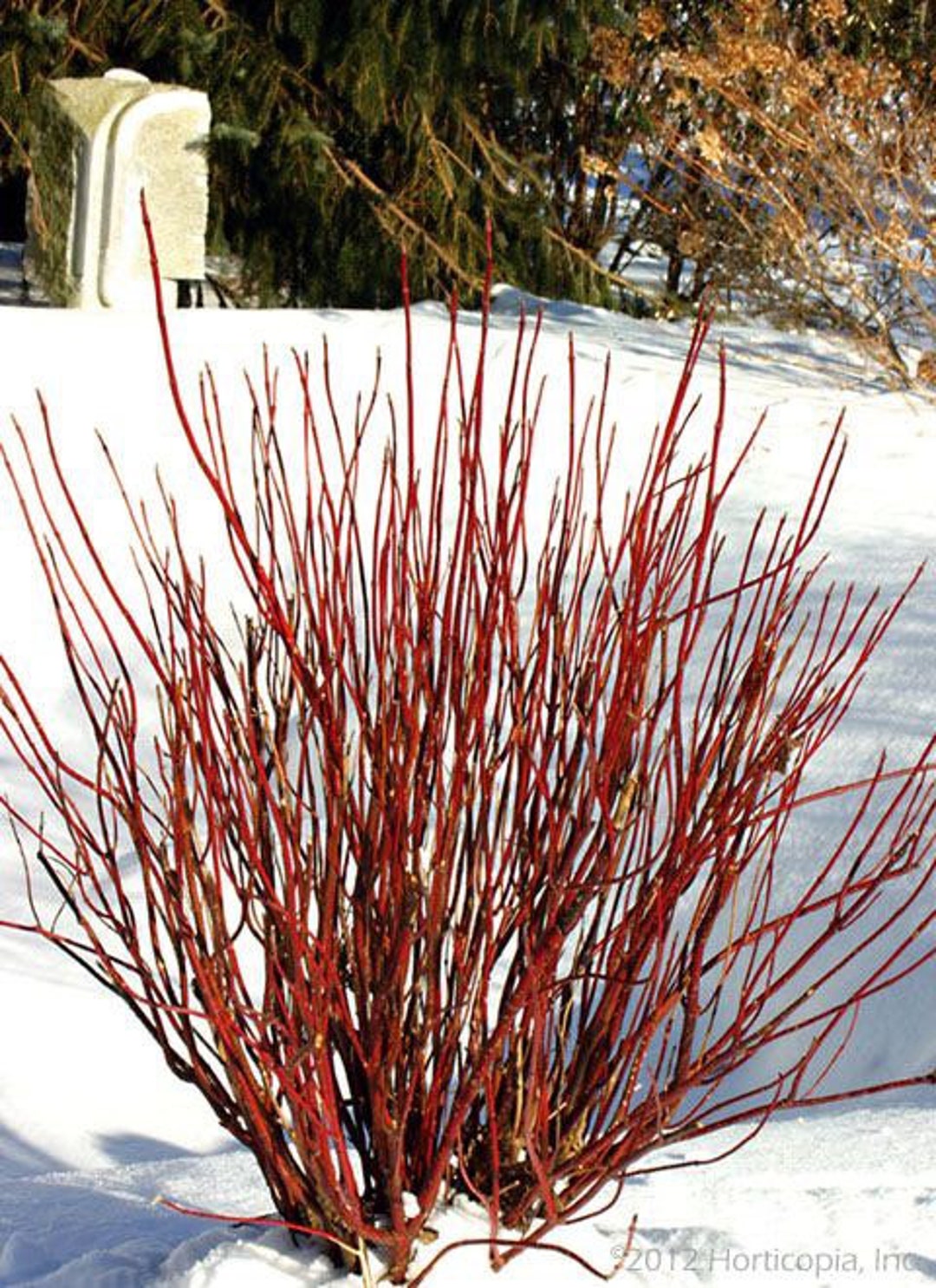 Red Twig Dogwood Quart Pot - Etsy