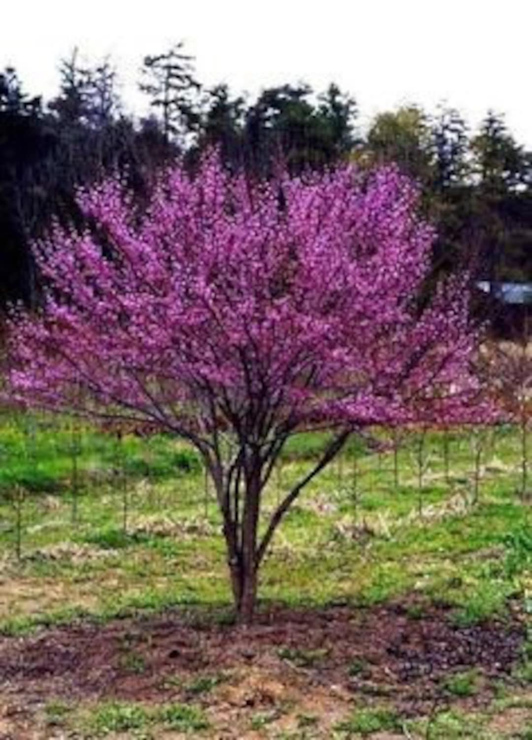 Eastern Red Bud Quart Pot - Etsy