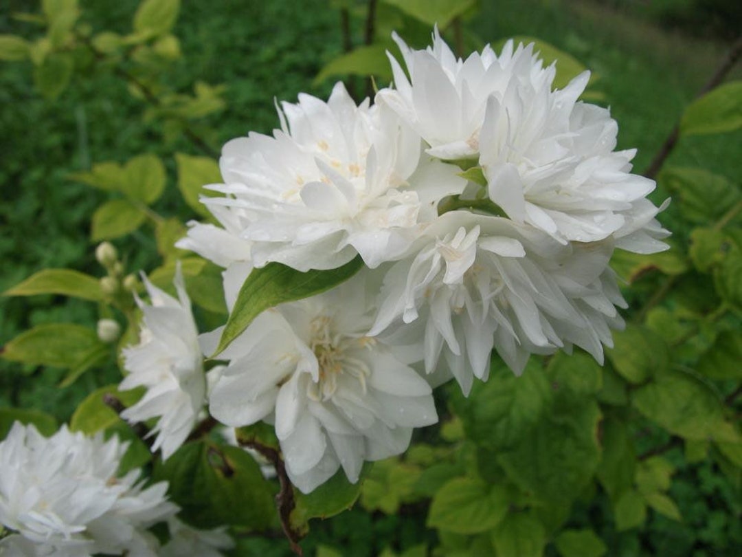 Mock Orange Minnesota Snowflake Gallon Pot - Etsy
