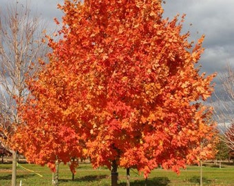 Native Red Maple 2.5 Pot - Etsy