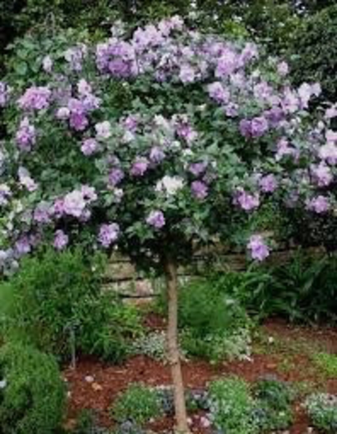 Minerva Rose of Sharon Althea Quart Pot - Etsy