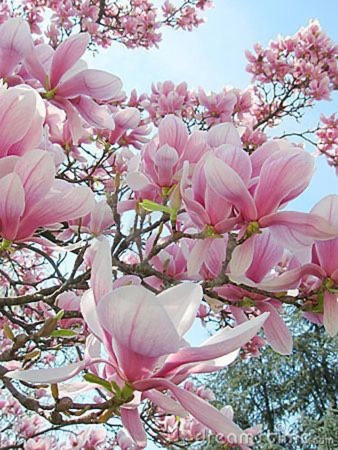 2 Saucer Magnolia Rooted Cutting Bare Root - Etsy