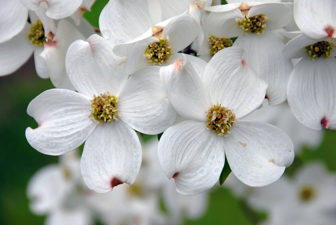 White Flowering Dogwood Quart Pot - Etsy