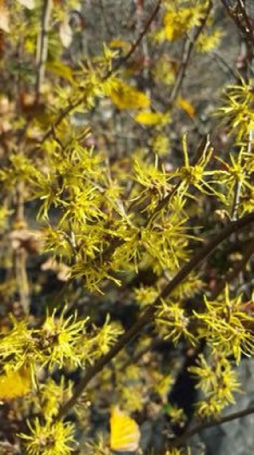 2 Witch Hazel Bare Root Seedling 1-2’ - Etsy