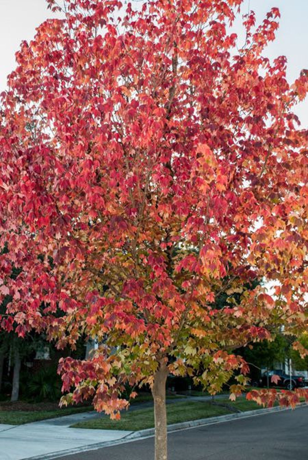Trident Maple Quart Pot - Etsy