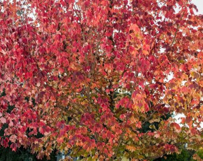 Trident Maple Quart Pot - Etsy