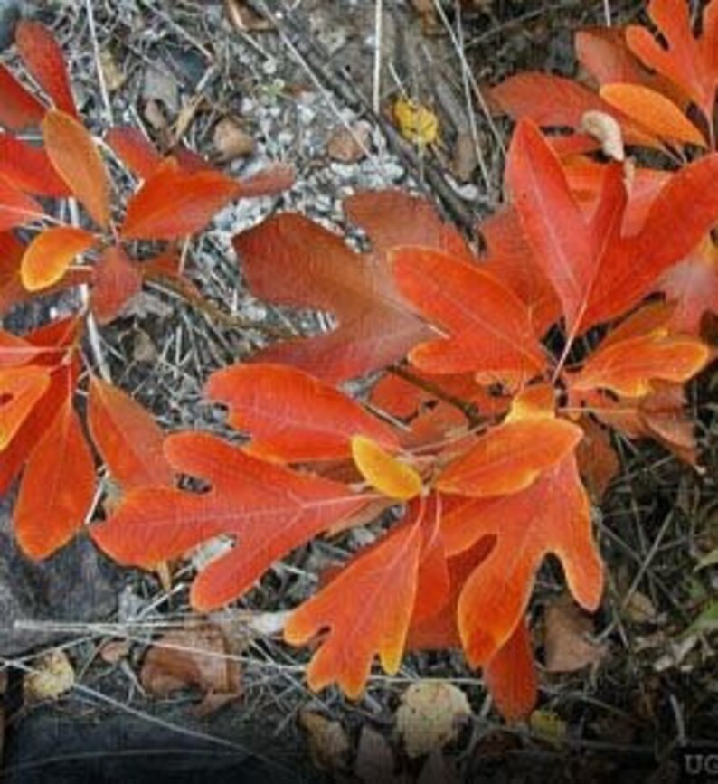 Native Sassafras Quart Pot - Etsy