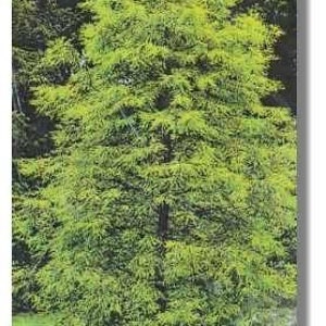5 Bald Cypress Bareroot Seedling 1-2' - Etsy