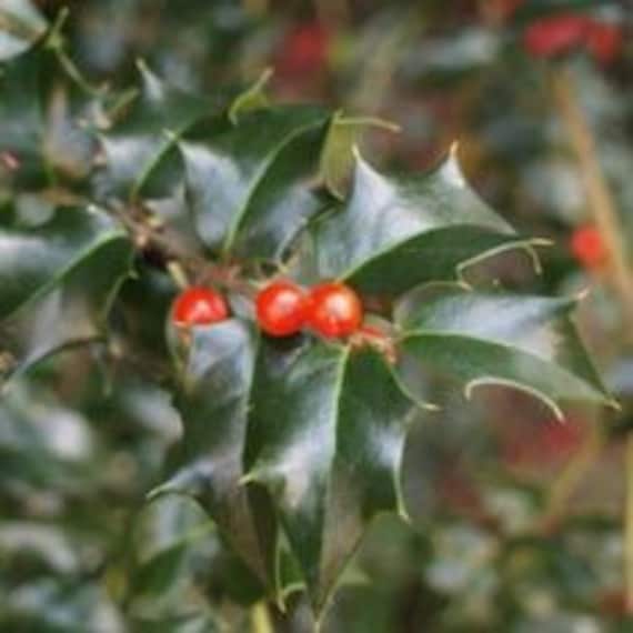 Dragon Lady Holly Quart Pot - Etsy