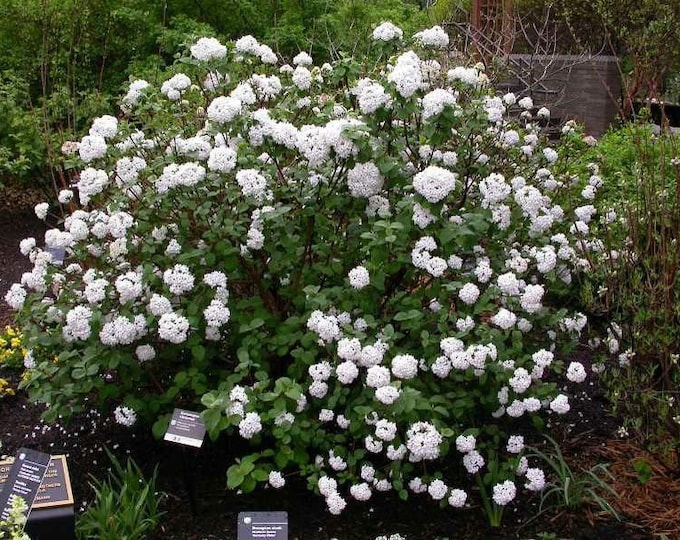 Viburnum Burkwoodii 'mohawk' Burkwood Viburnum Live Plant 4 Pot Size - Etsy