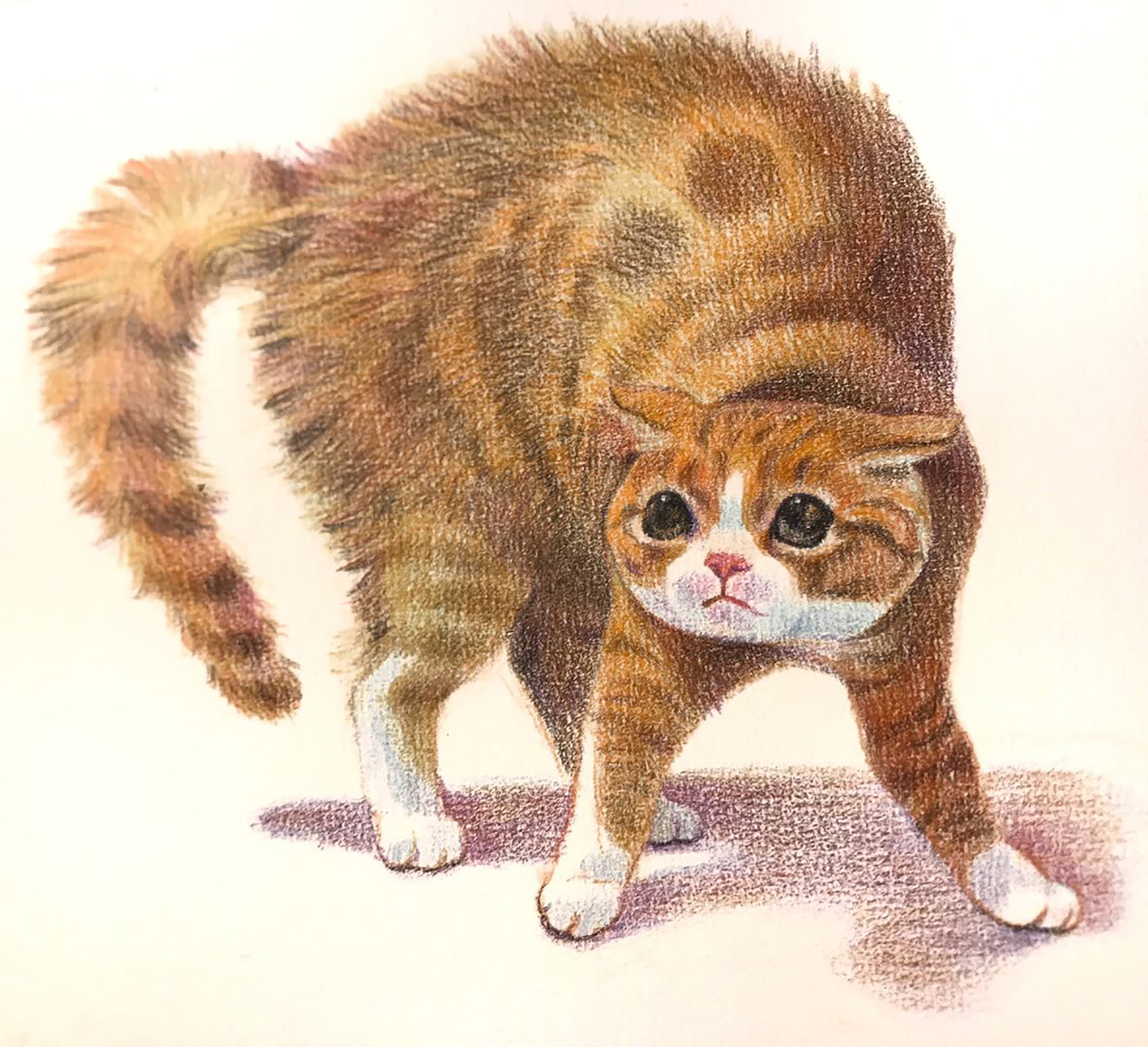 Pet Portrait Commission /color Pencil Drawing/handmade/ A4/A5/A6 - Etsy