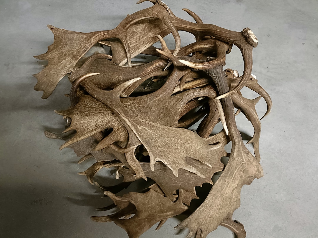Fallow Deer Antlers, Quantity 3/5/8 Kg, Natural Beauty. - Etsy