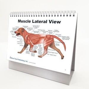 Dog and Cat Veterinary Anatomy Flip Charts, Anatomy & Veterinary ...