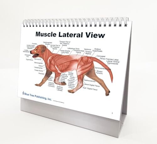Dog and Cat Veterinary Anatomy Flip Charts, Anatomy & Veterinary ...