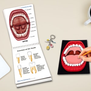 Dental Anatomy Flip Chart, Mouth Model, and Keychain for Dentist ...