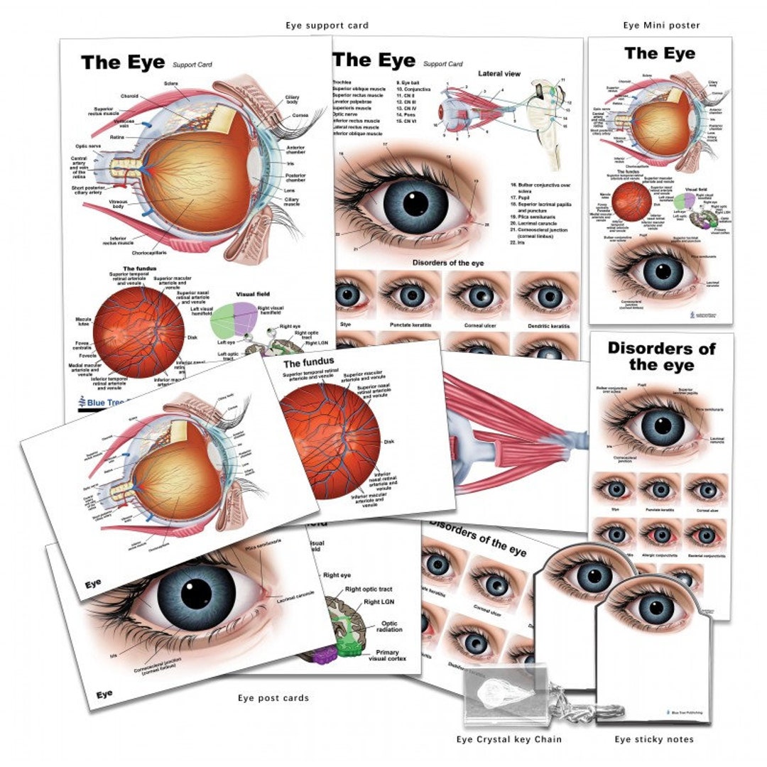 Eye Education Set - Etsy
