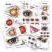 Anatomy of the Human Eye Poster for Kids | Classroom | Medical Print ...