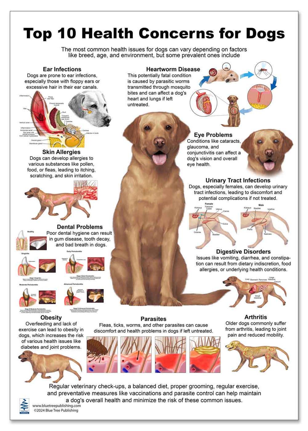 Blue Tree Publishing Dog 10 Health Concern Chart, Anatomy & Veterinary ...