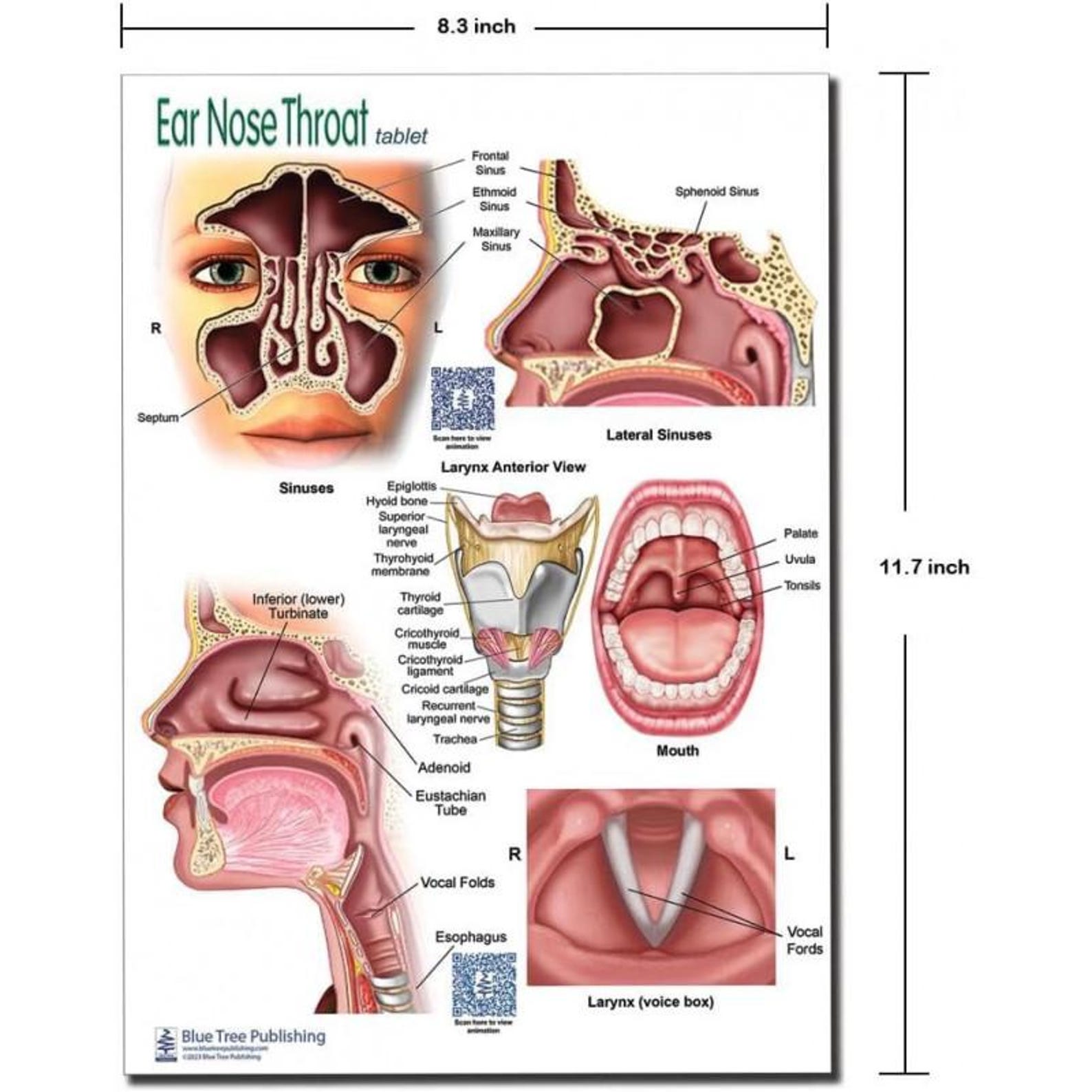 Ear Nose Throat Anatomical Chart, ENT, Pads-50 Sheets per Pad-8 1/4" W ...