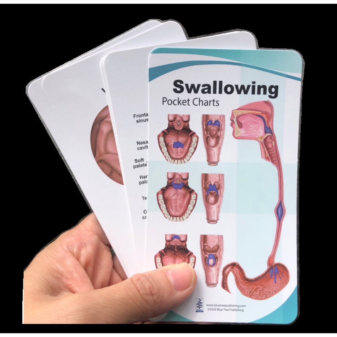 Swallowing Anatomy Pocket Charts - Etsy