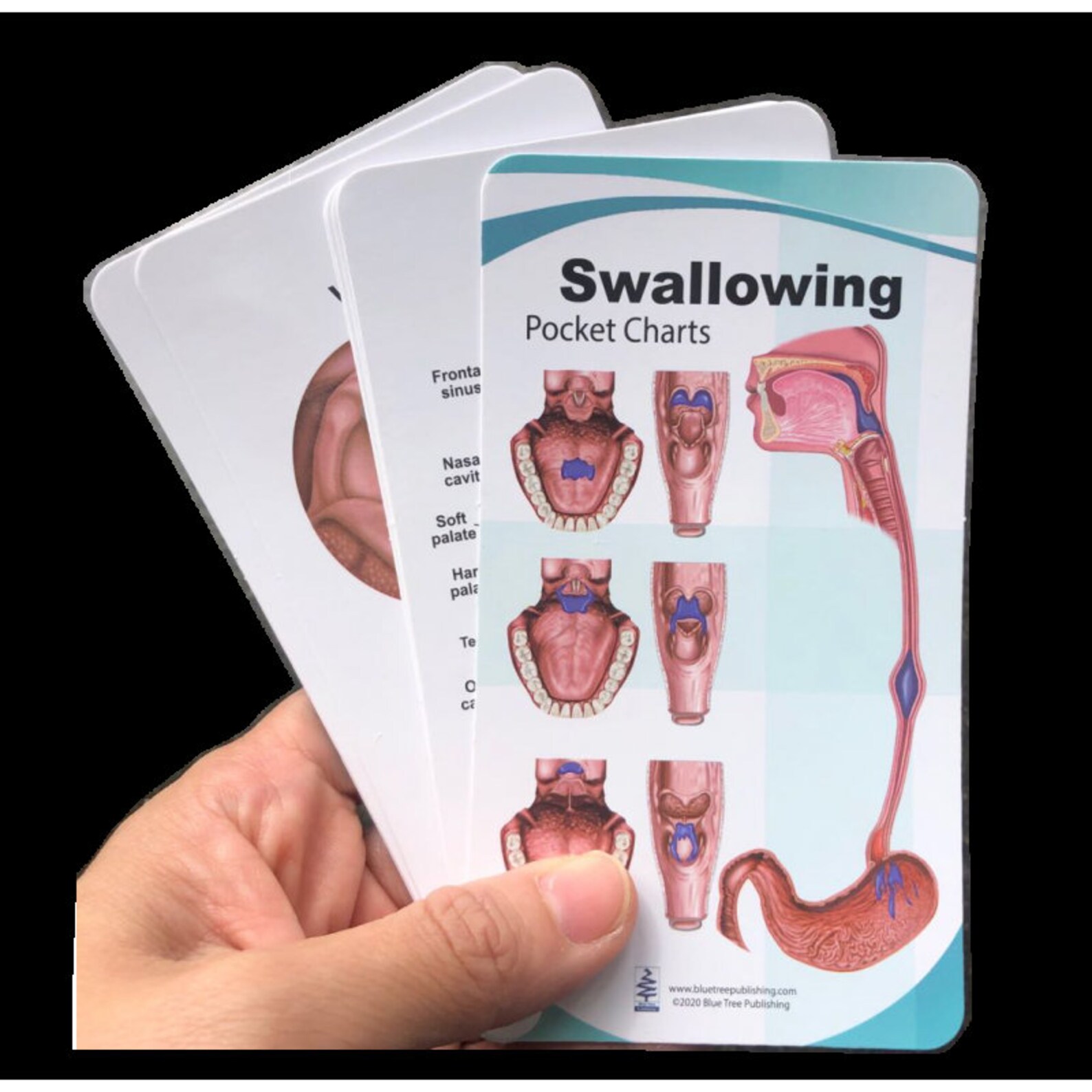 Swallowing Anatomy Pocket Charts Etsy