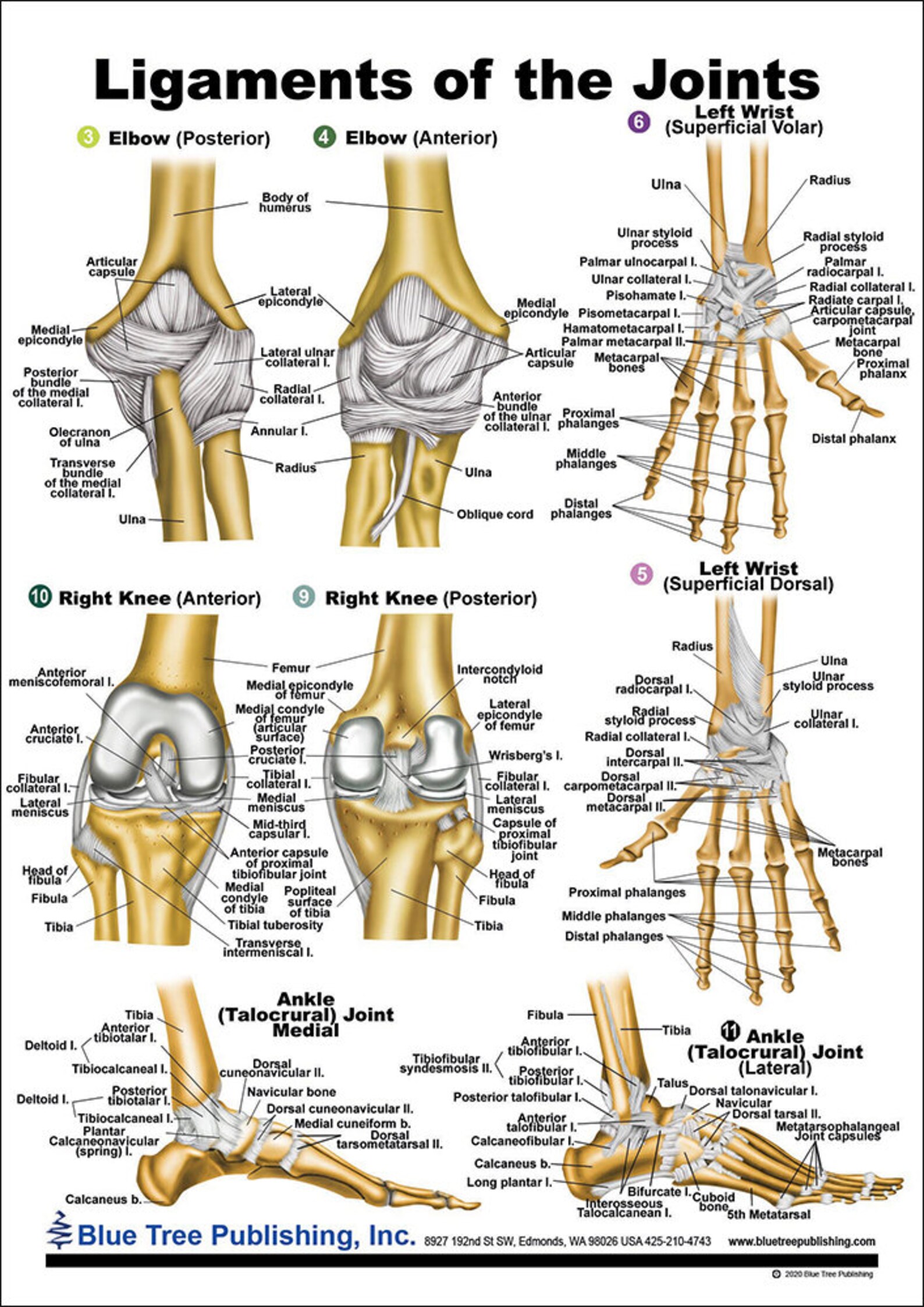 Ligaments of the Joints Anatomical Chart - Etsy