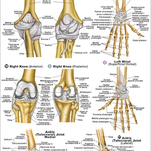 Ligaments of the Joints Anatomical Chart - Etsy