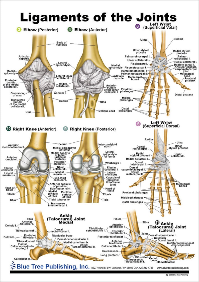 Ligaments of the Joints Anatomical Chart - Etsy
