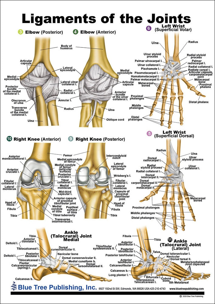 Ligaments of the Joints Anatomical Chart - Etsy