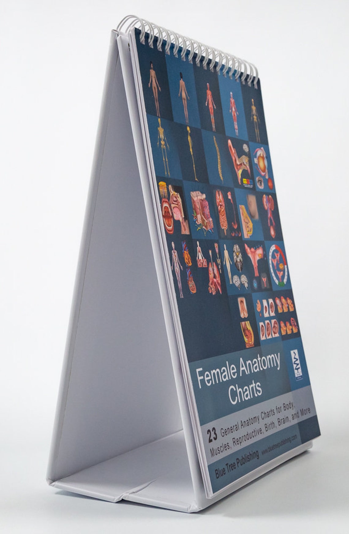 Female Anatomy Flip Charts - Etsy