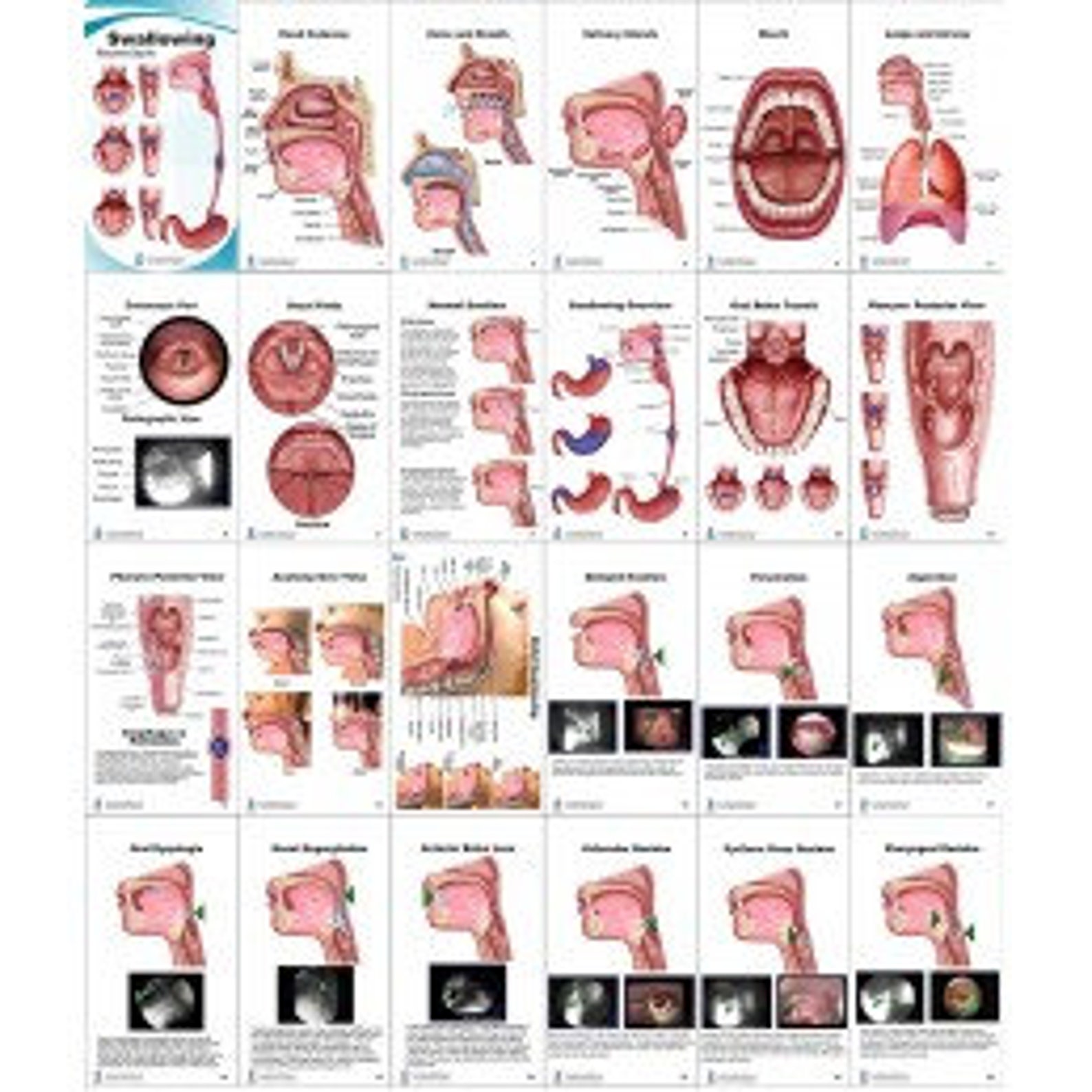 Swallowing Anatomy Pocket Charts - Etsy