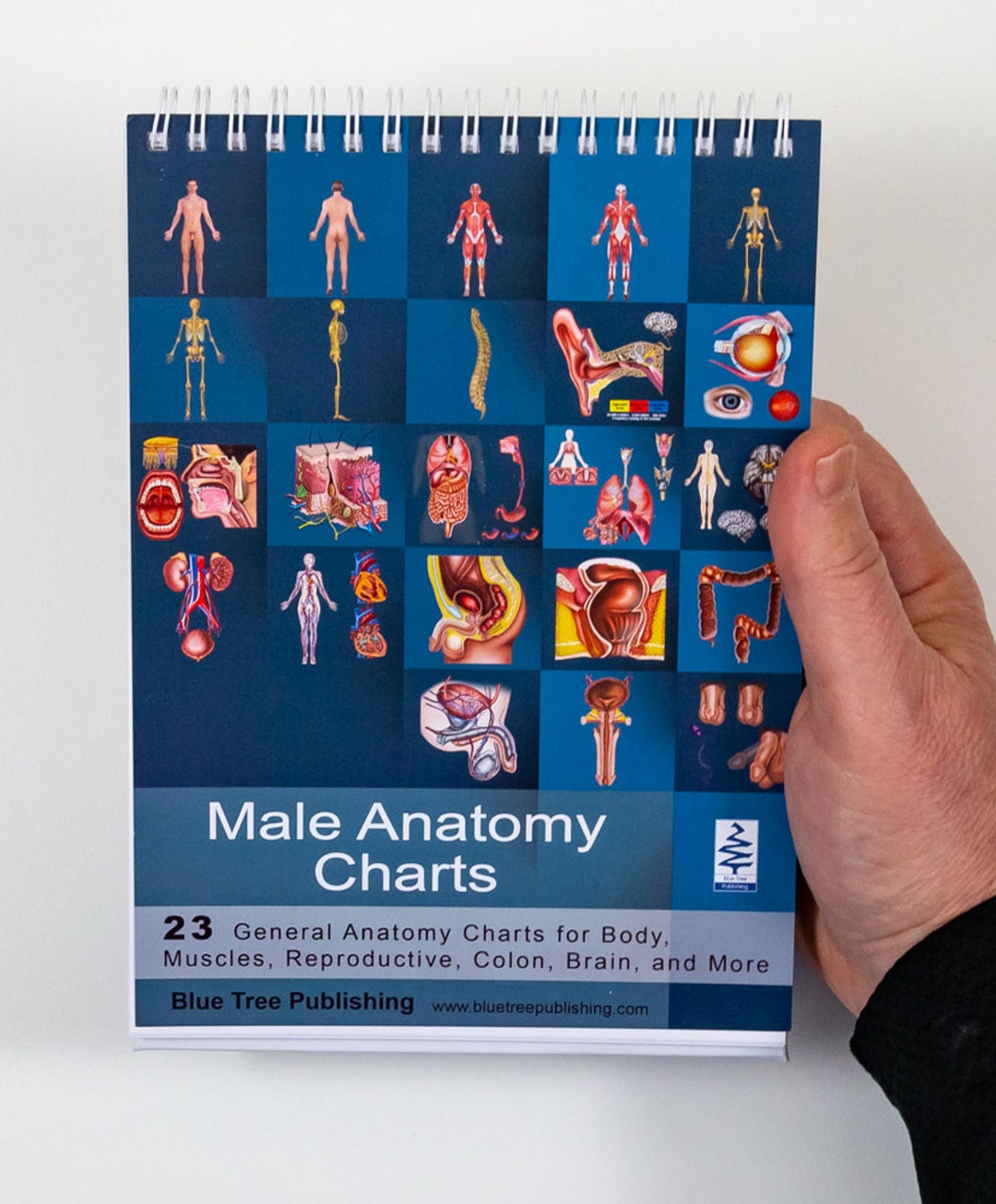 Male Anatomy Flip Charts - Etsy